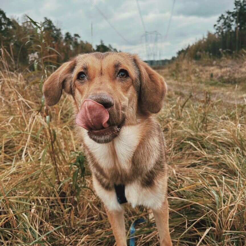 Собака в добрые руки