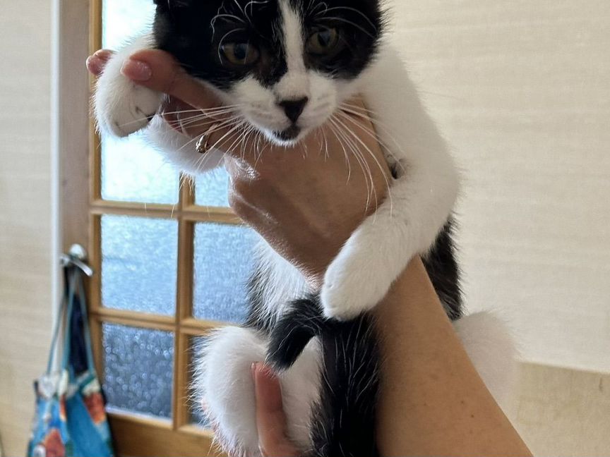 Кошка