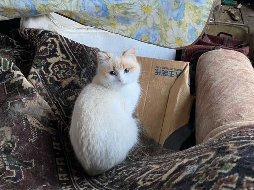 Голубоглазая красавица с холодных дач