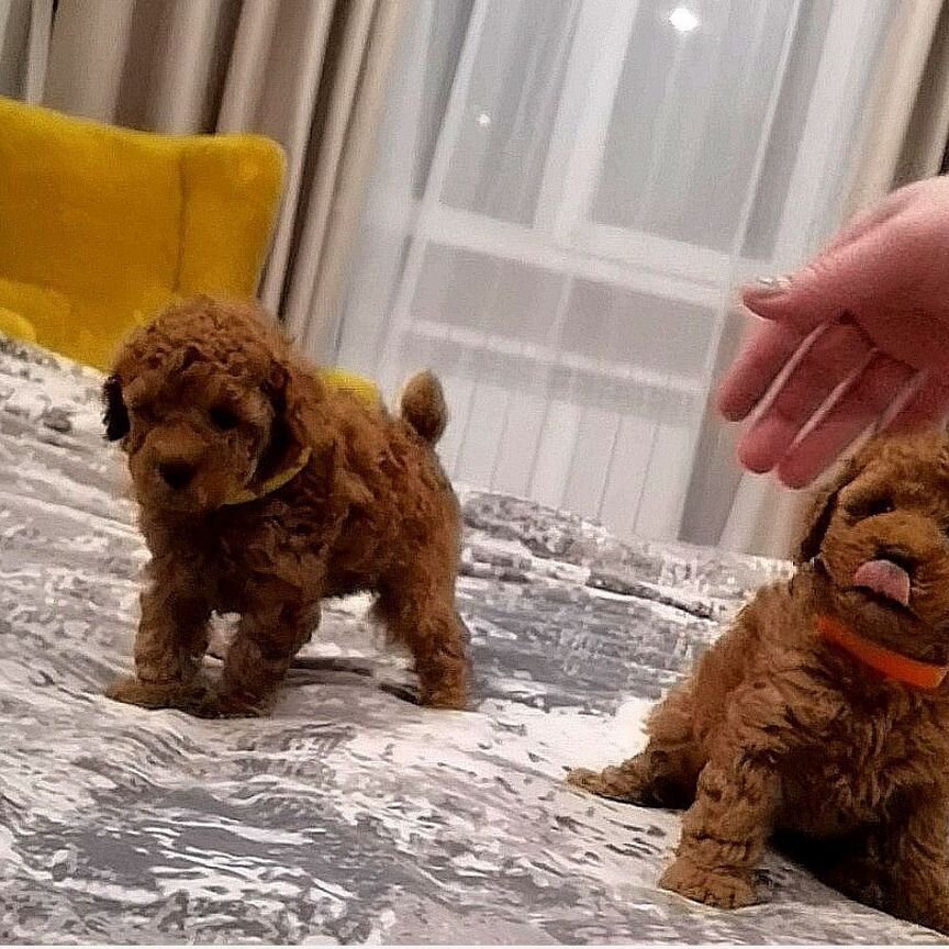 Мальтипу Тедди мальчики