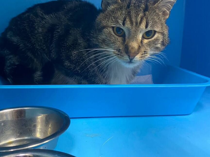 Скумбрик в поисках дома