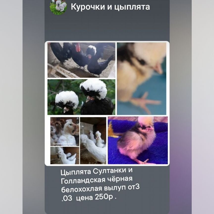 Цыплята
