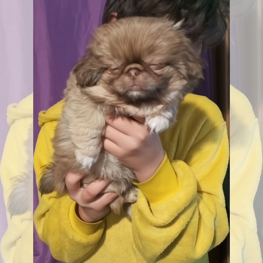 Пекинес, щенок