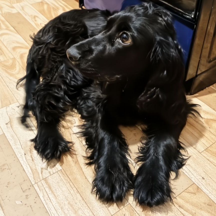 Английский кокер-спаниель, щенок