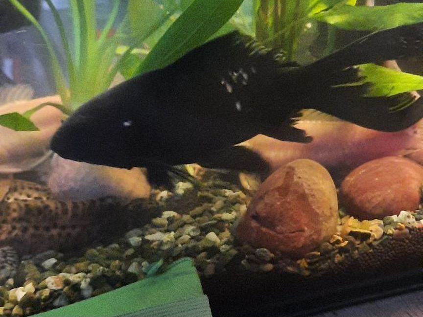 Лабео черный