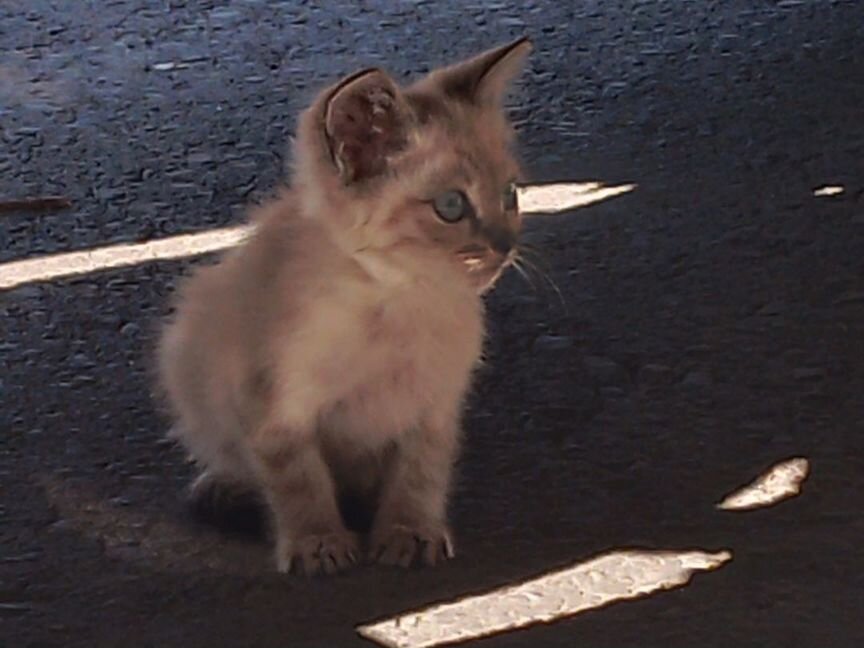 Кто-то бросил котят умирать отдадим в добрые руки