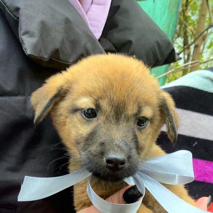 Кремовая булочка Мия в дар