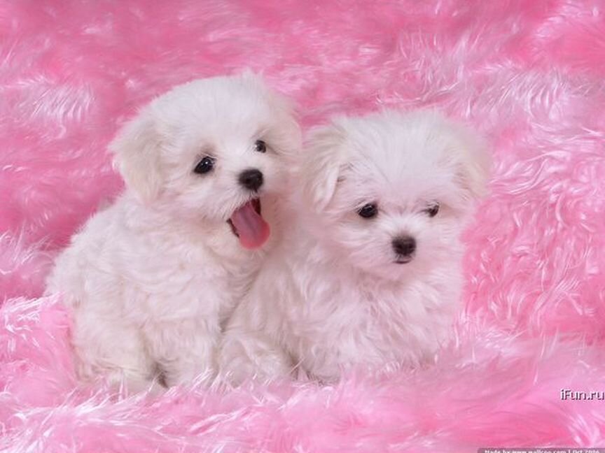 Продам щенков мальтийской болонки мальчики