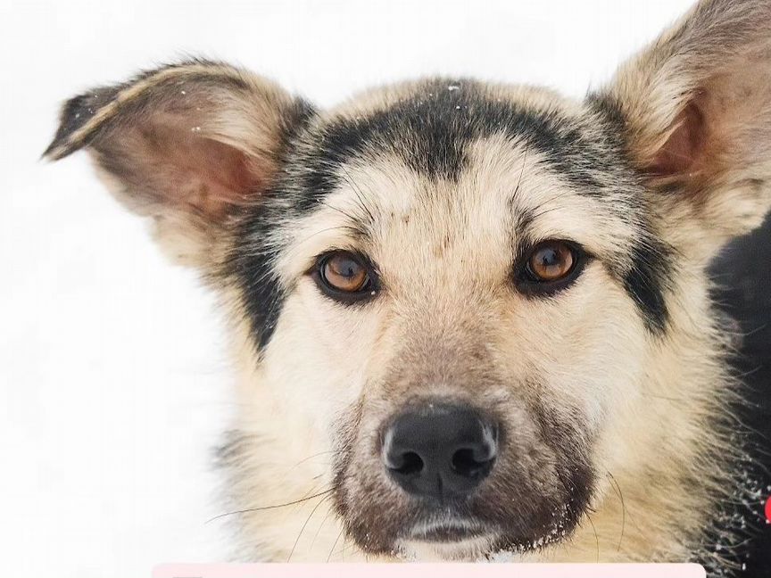 Собака в добрые руки