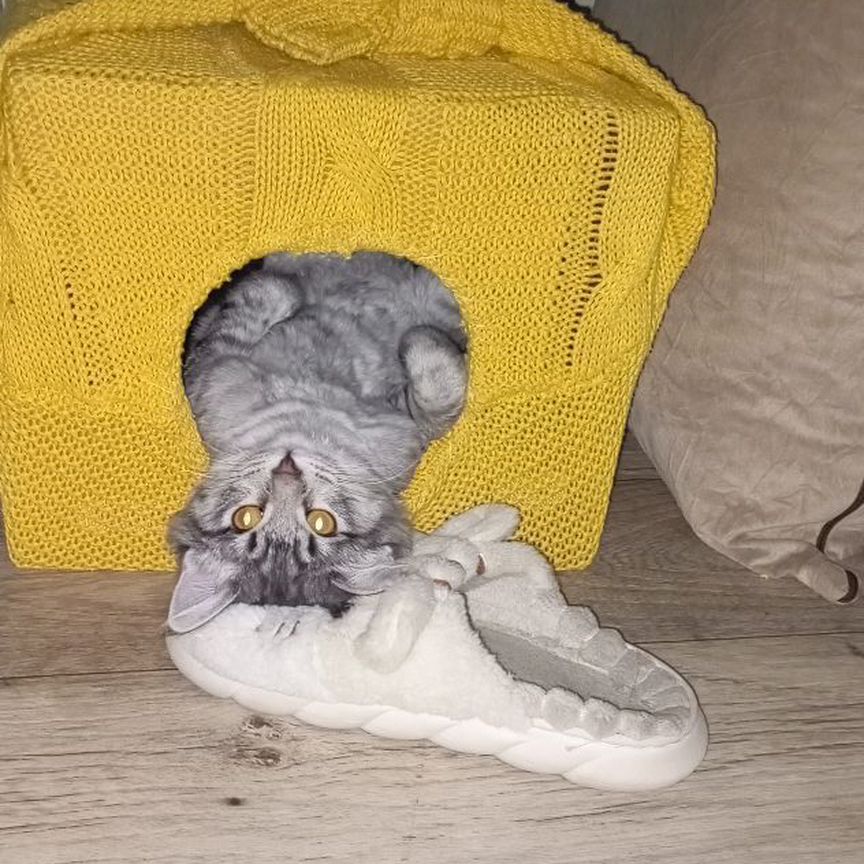 Сибирский кот