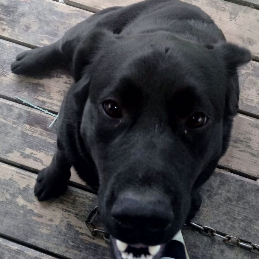 Лабрадор-ретривер, взрослая собака