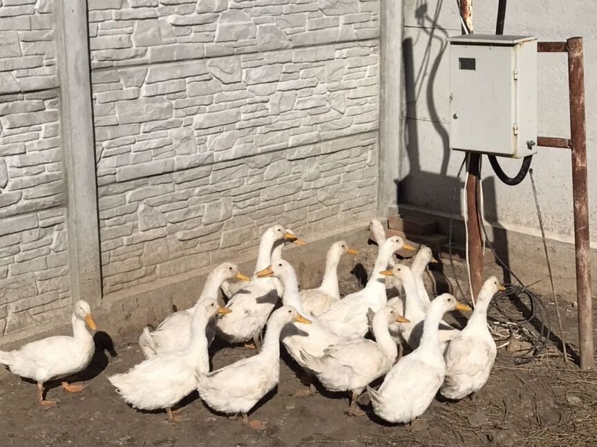 Пекинская утка