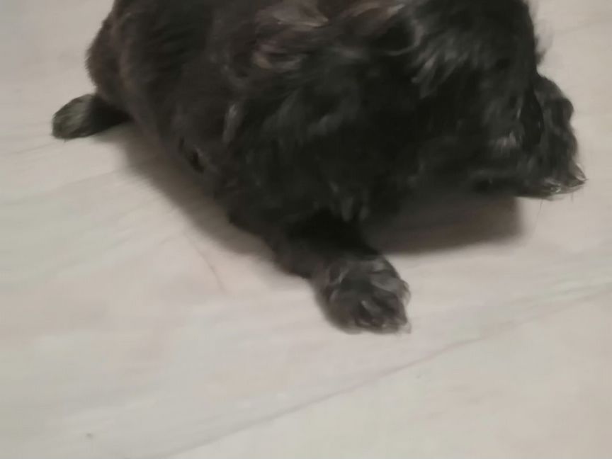 Собаки щенки