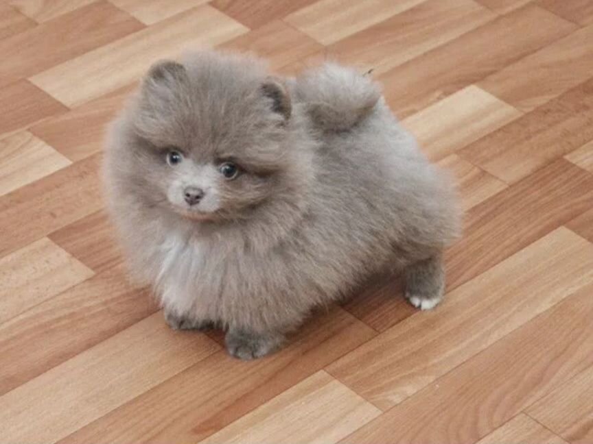 Померанский шпиц