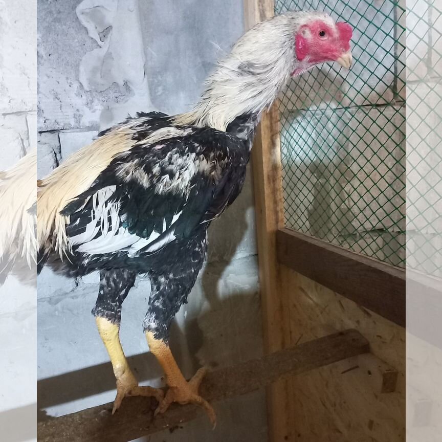 Даканы (семья 1 2)