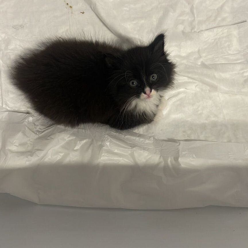 Котенок мальчик бесплатно