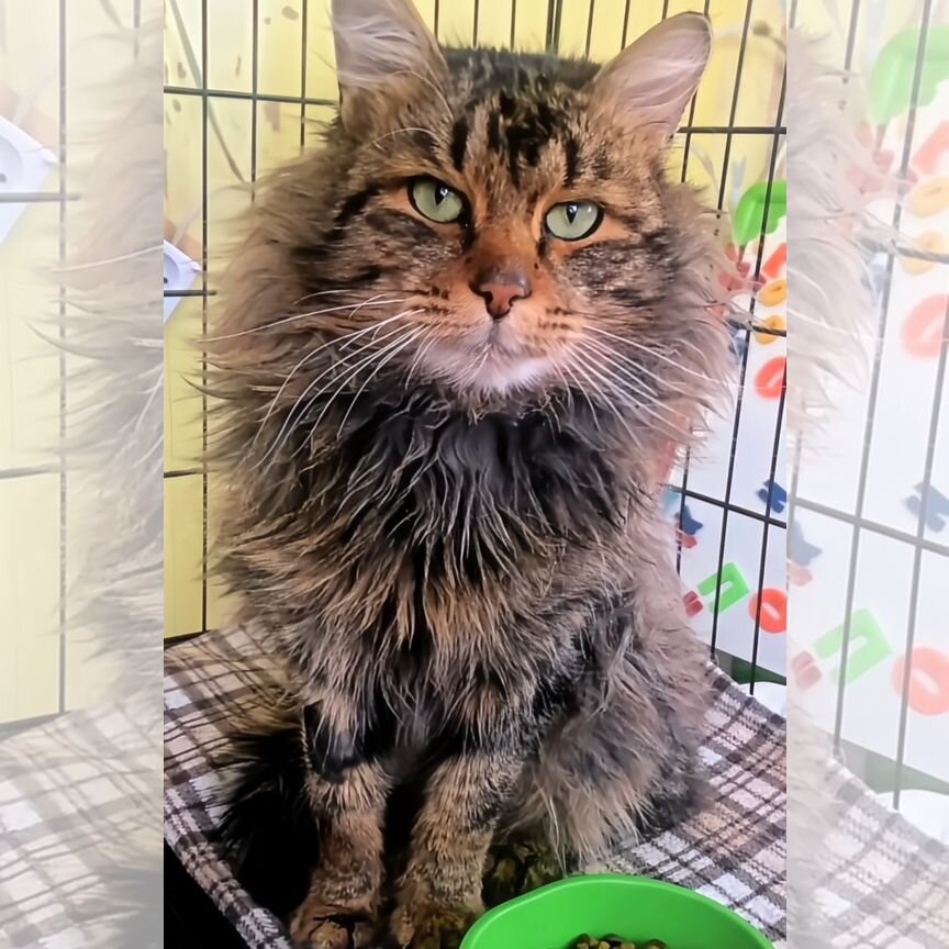 Взрослый кот в добрые руки