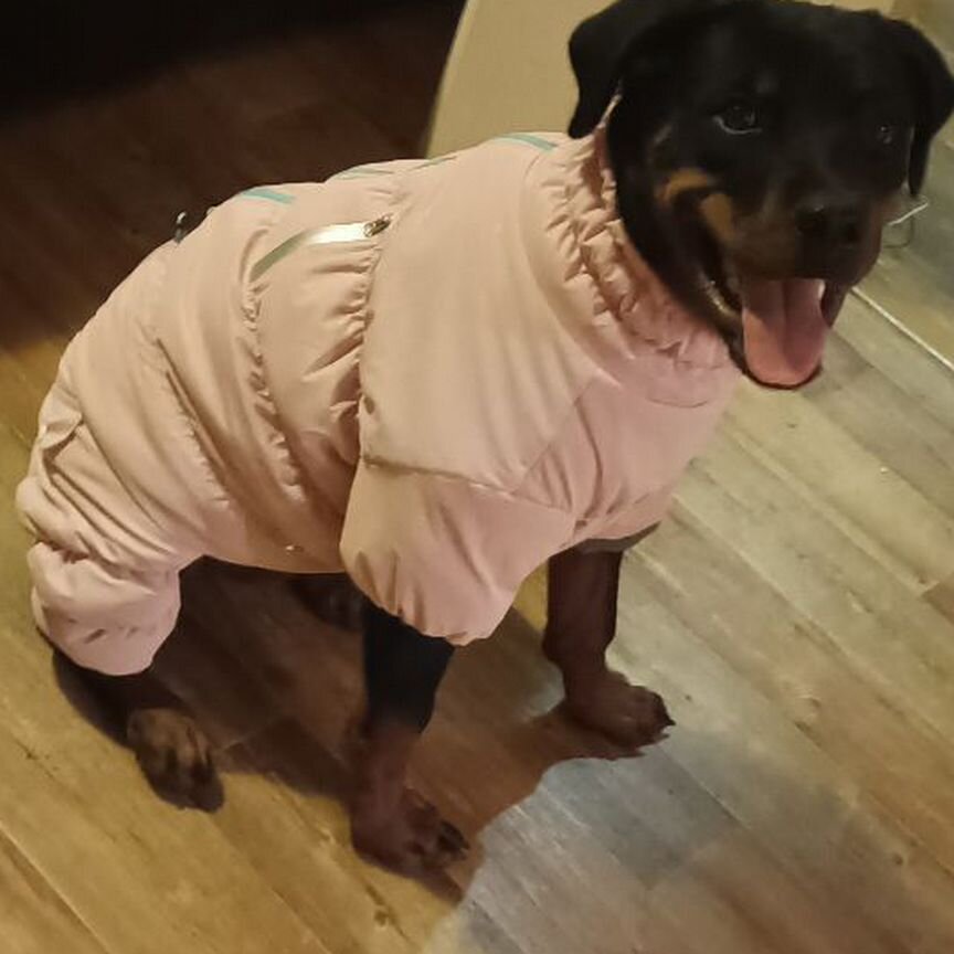 Одежда для крупных собак зима