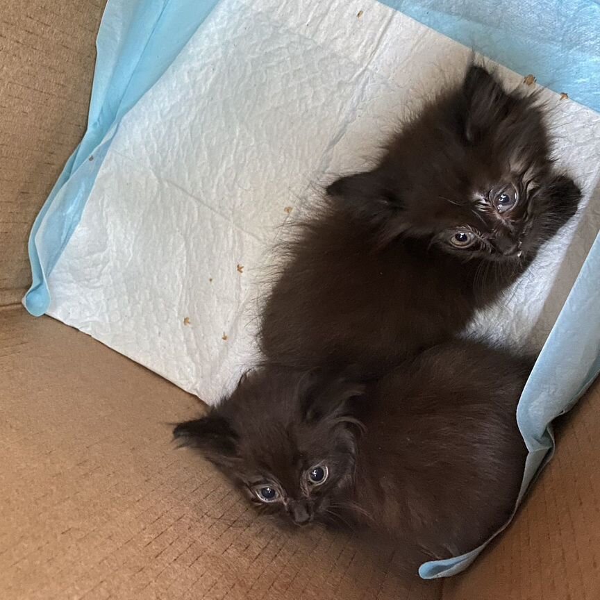 Котята