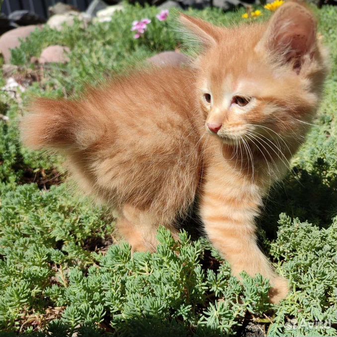 Бобтейл черный рыжий курильский