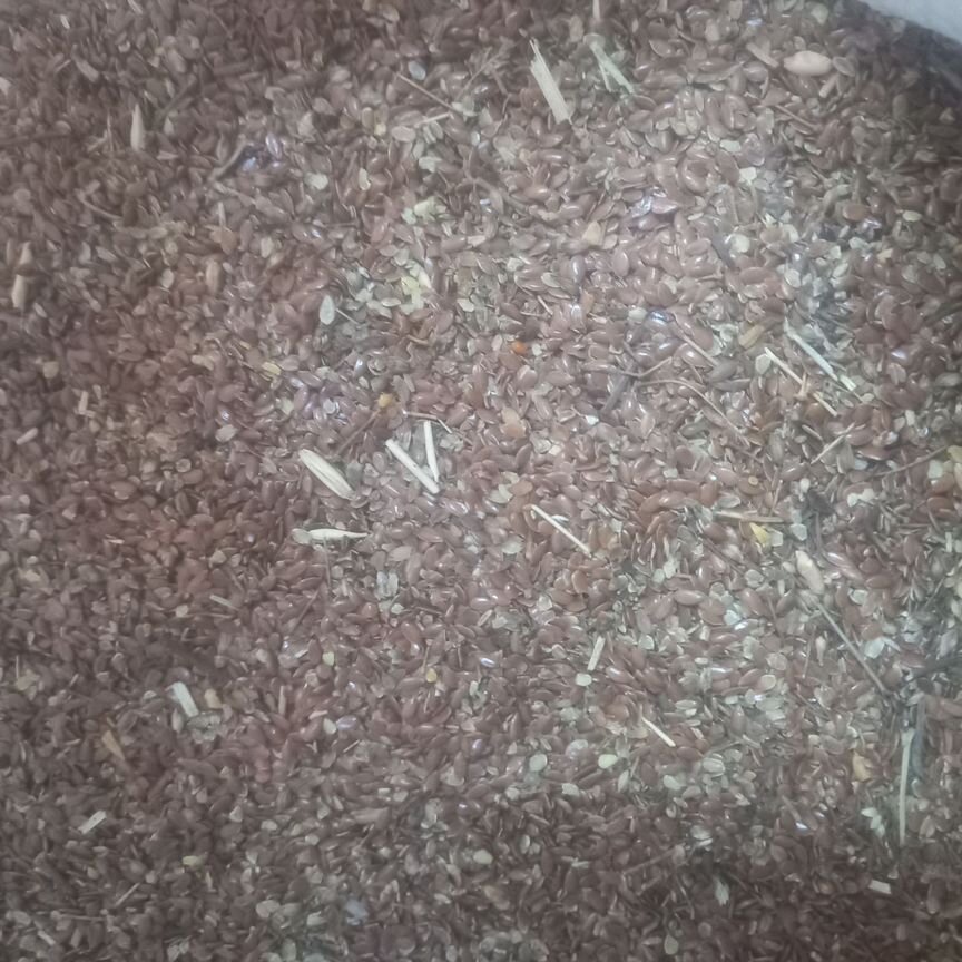 Семена льна