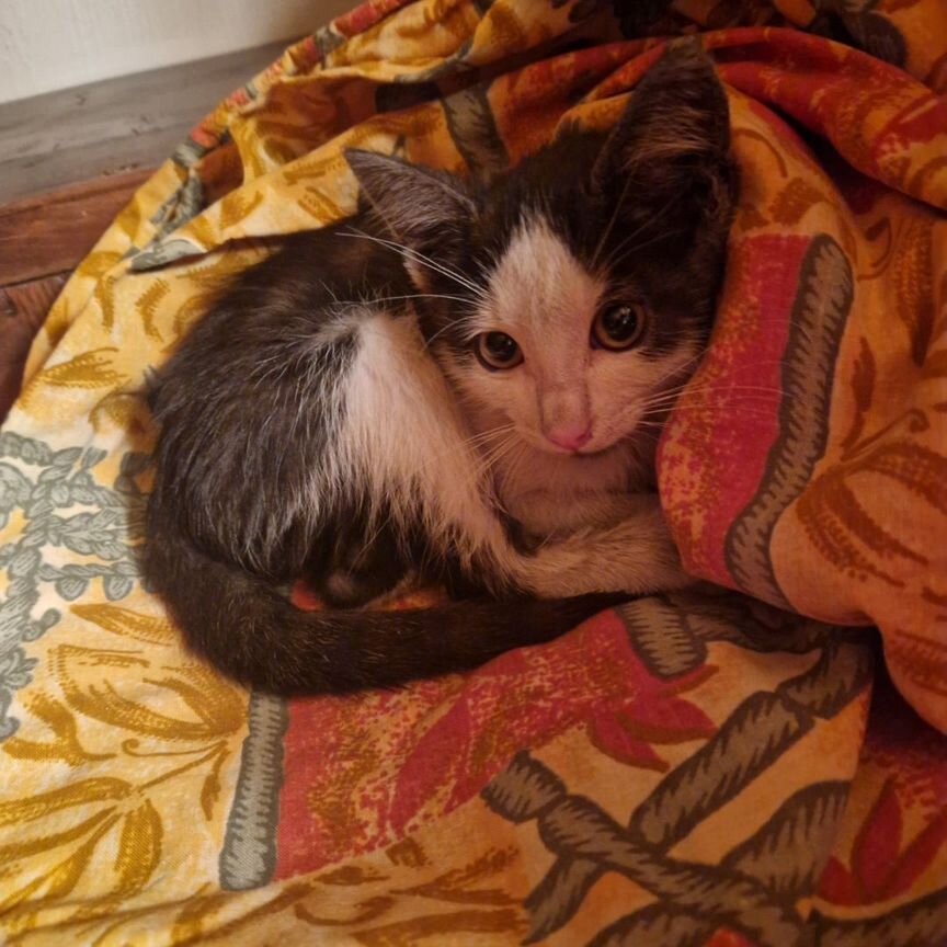 Котенок в добрые руки