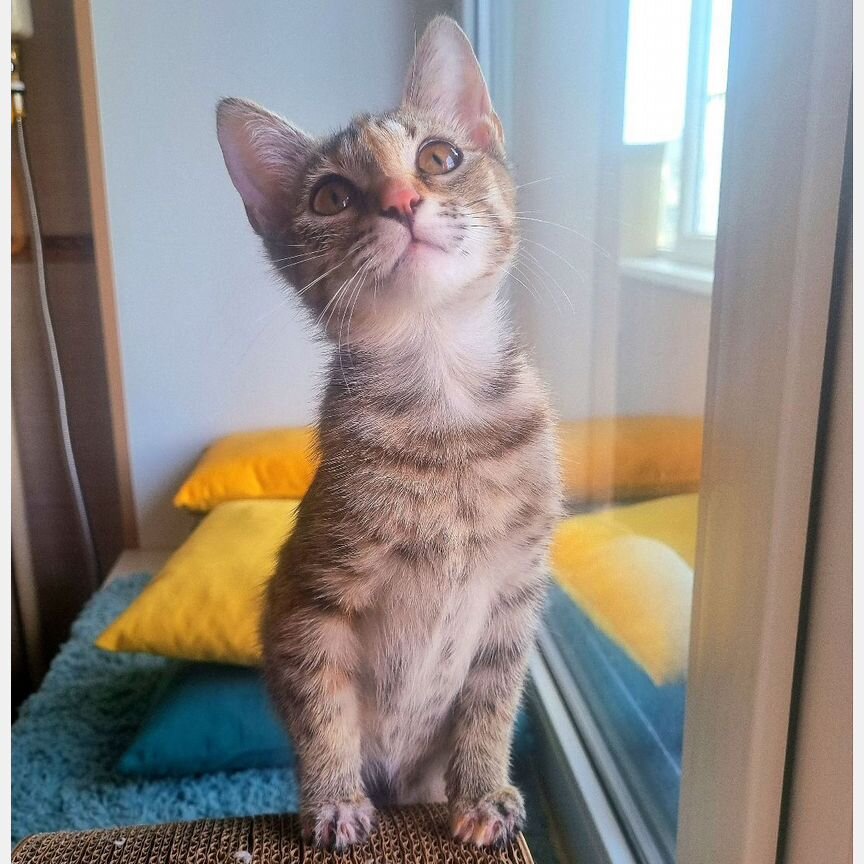 Котенок