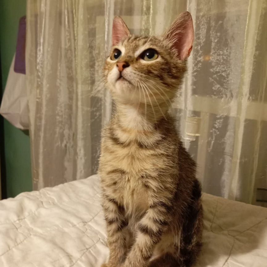 Котенок Тигренок