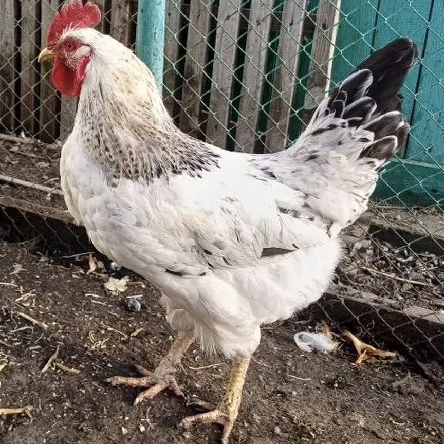 Петушки 3шт