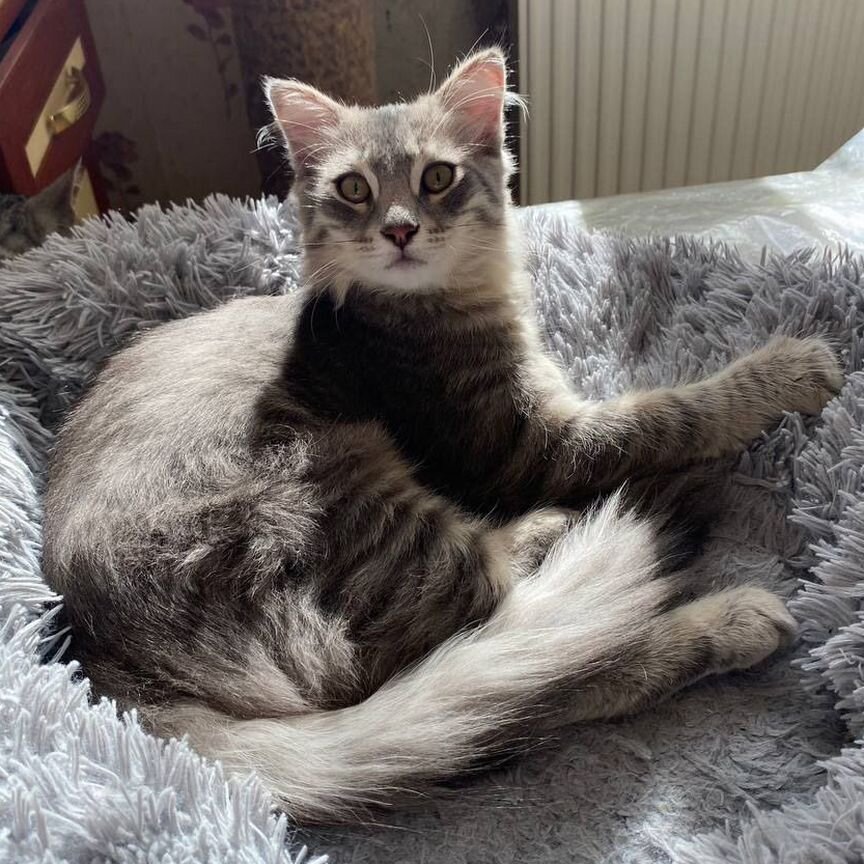 Котёнок метис мейкуна