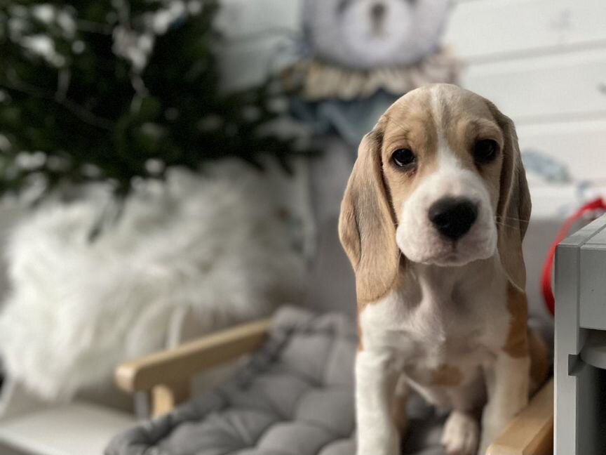 Щенки бигль девочка