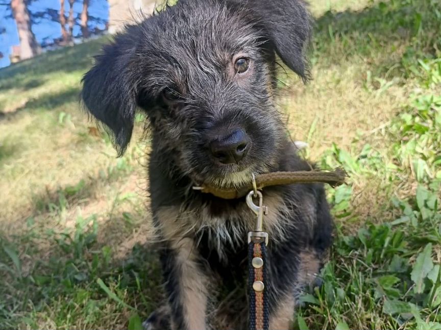 Кузьма ищет дом