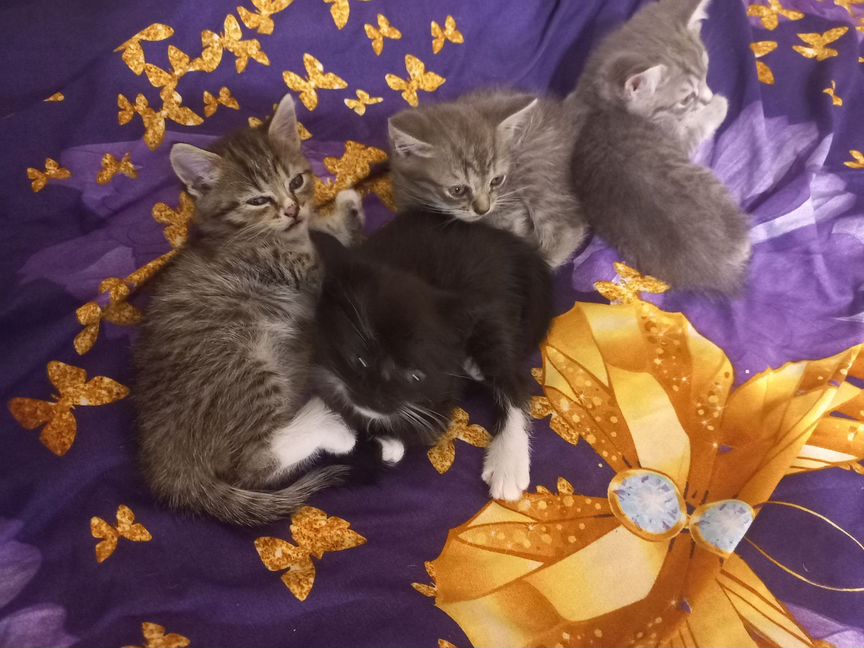 Милые котята в добрые руки бесплатно