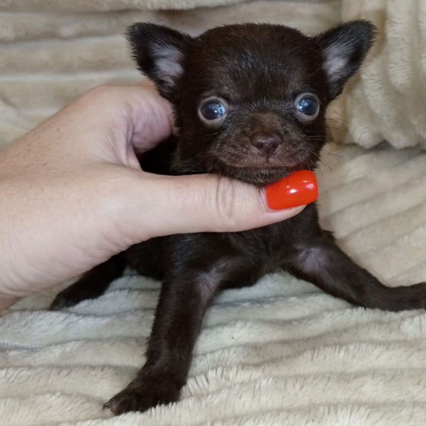 Чихуахуа минюшки