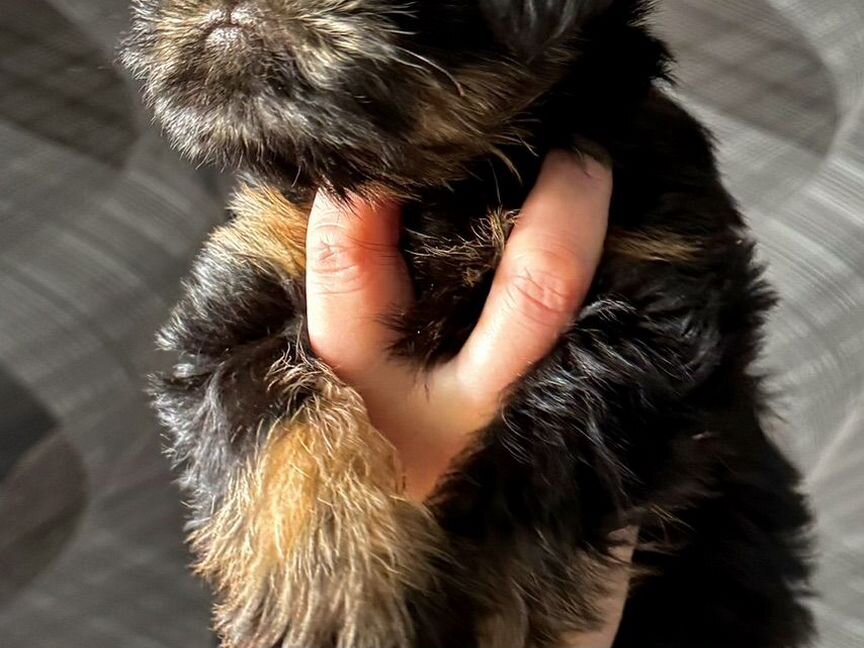 Бельгийский гриффон