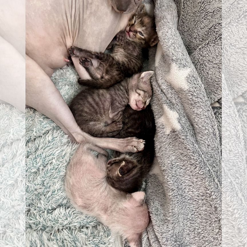 Донской сфинкс котёнок