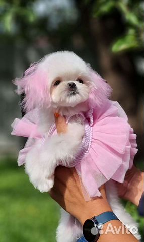 Супер Мини девочка Мальтезе. Мальтипу. Корея