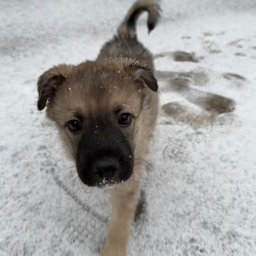 Плюшевый Балу ждет родителей