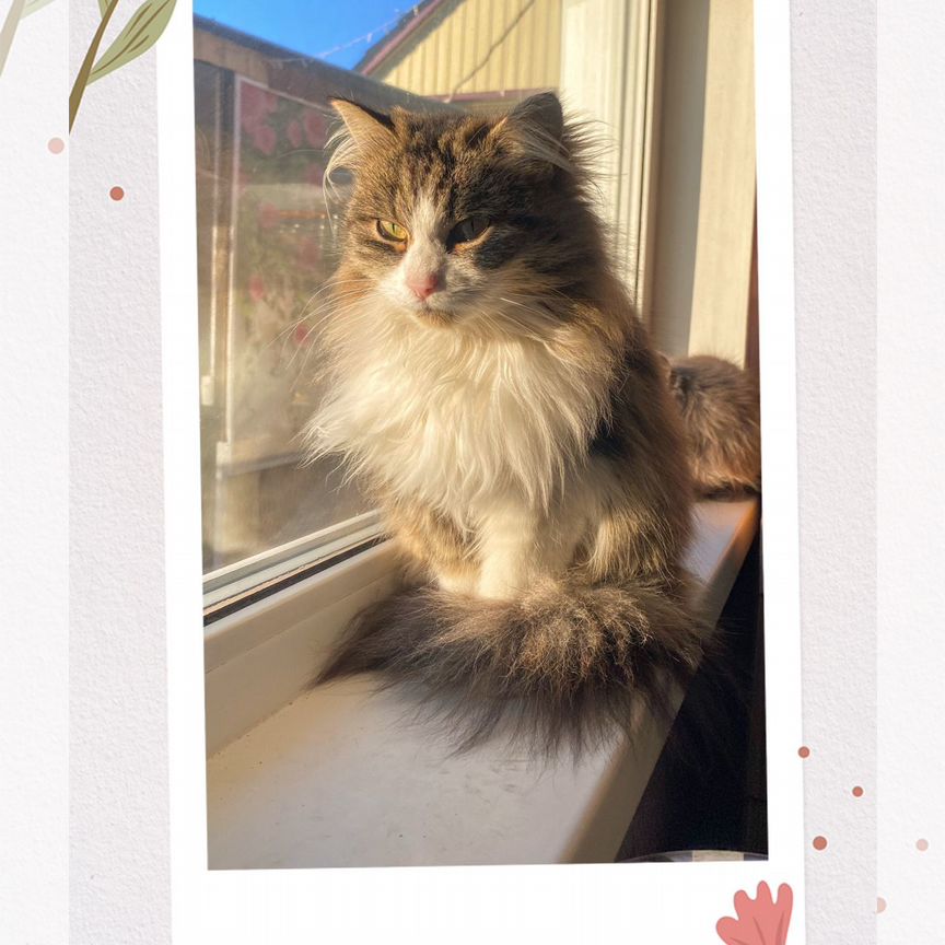 Сибирская кошка, взрослая