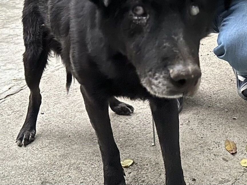 Слепому песику нужна передержка/дом