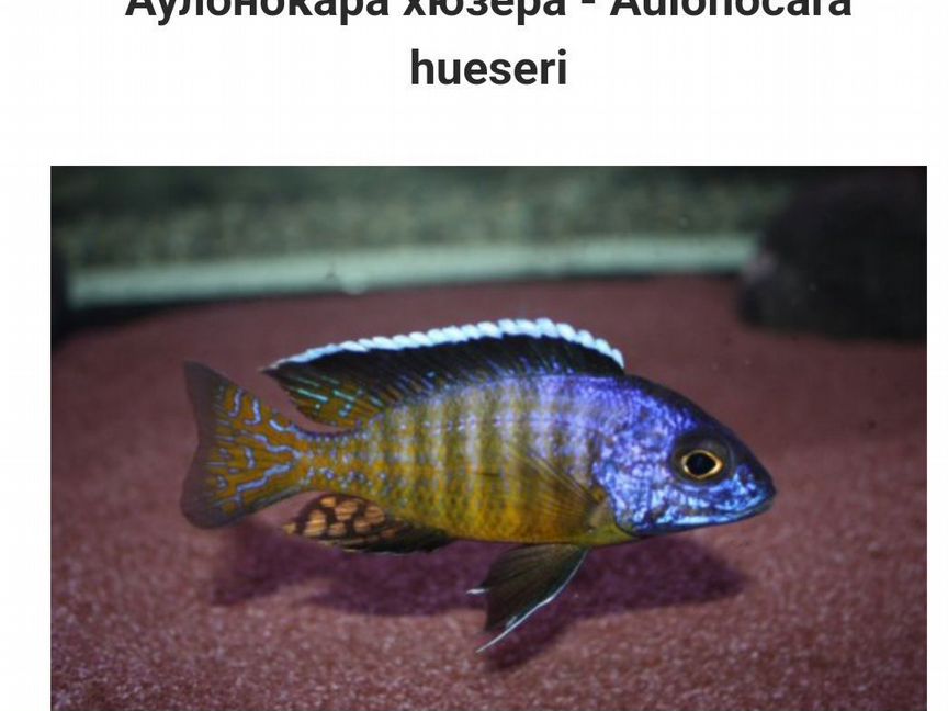 Рыбки мальки Аулонокары хьюзера