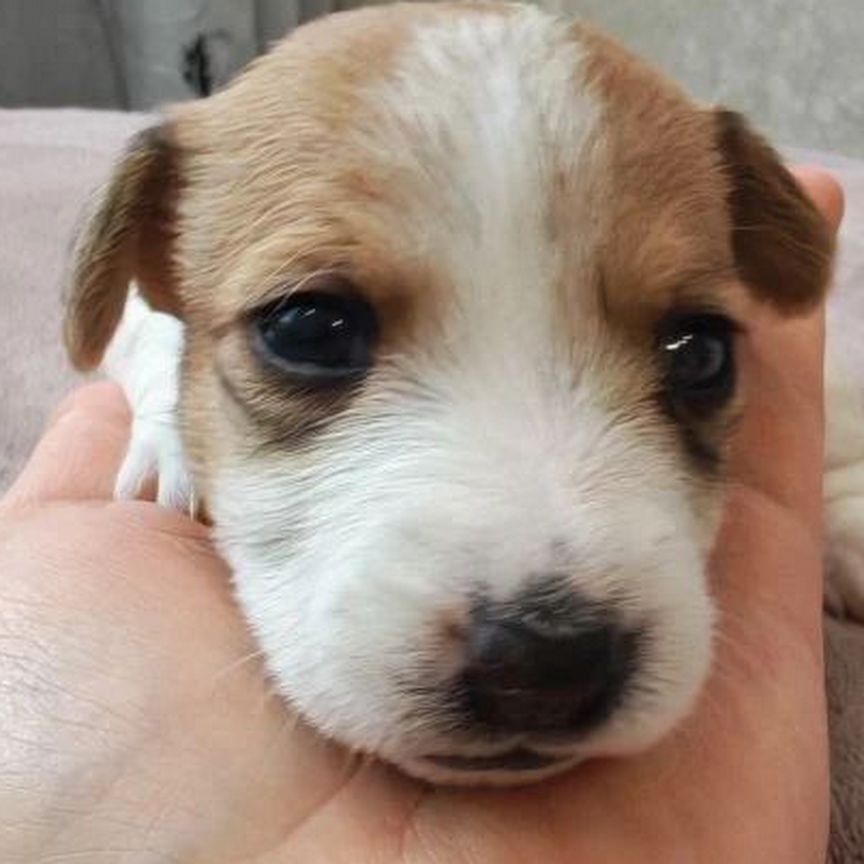 Джек-рассел-терьер, щенок