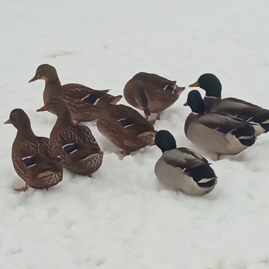 Продам подсадных уток