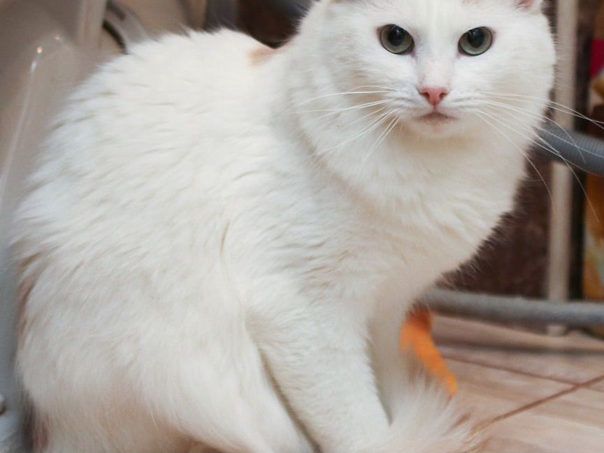 Белый котик 1 год