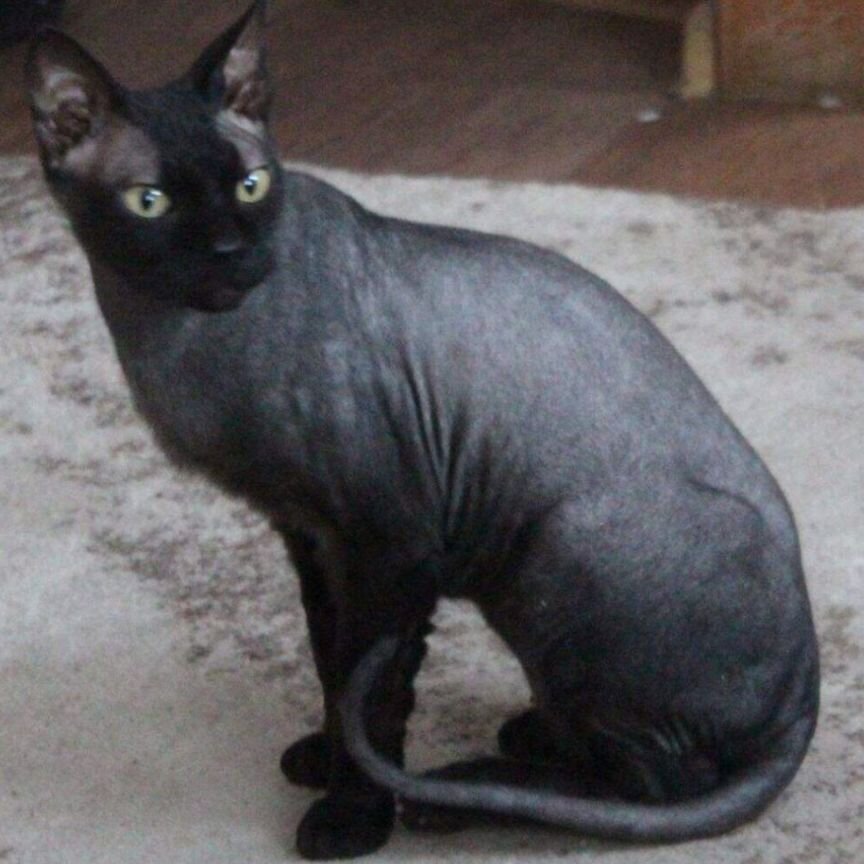 Донской сфинкс, взрослый кот