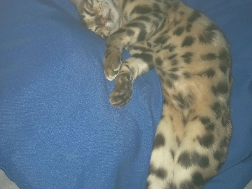 Бенгальская кошка