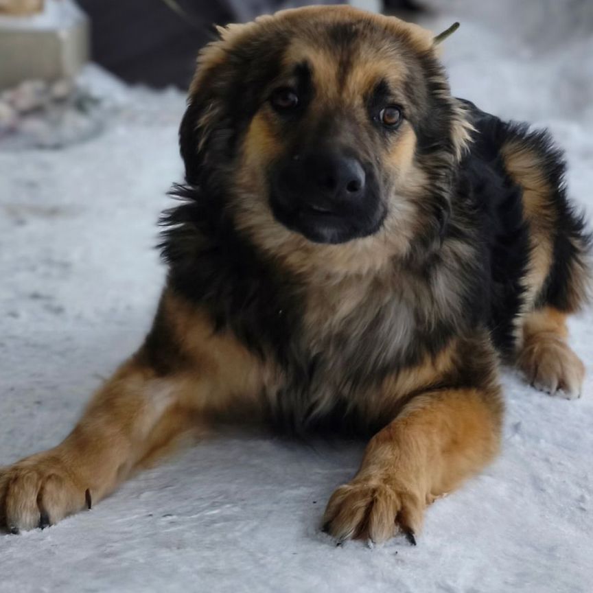 Немецкая овчарка, щенок