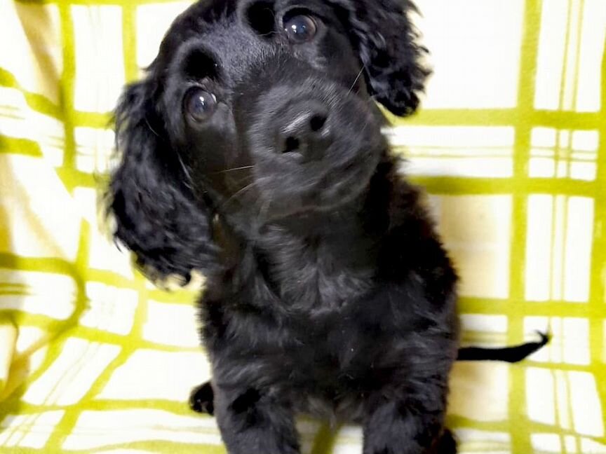 Мимишное чудо в дом