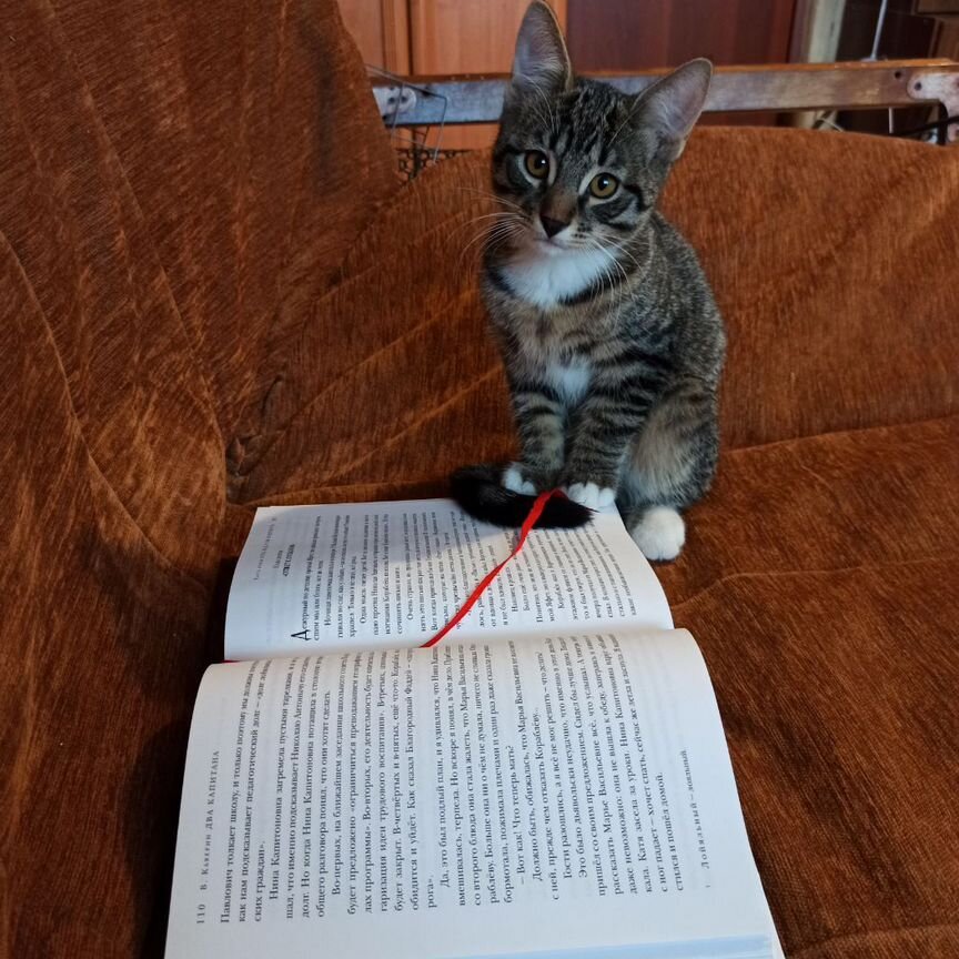 Европейский короткошёрстный котёнок