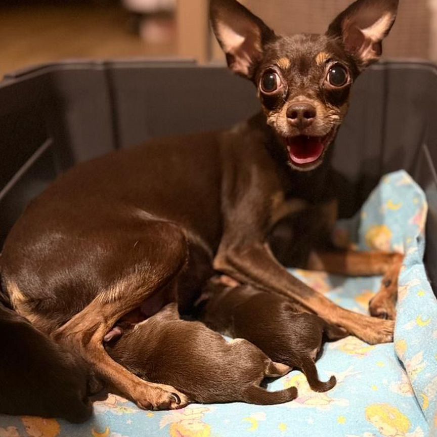 Русский той-терьер, щенок